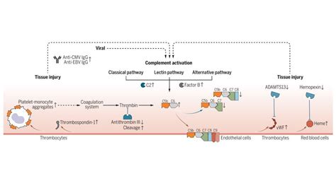 Persistent Complement Dysregulation With Signs Of Thromboinflammation