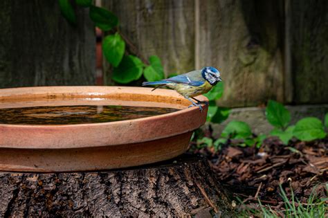 Tree Stump Ideas Creative Designs For Your Yard Homes Gardens