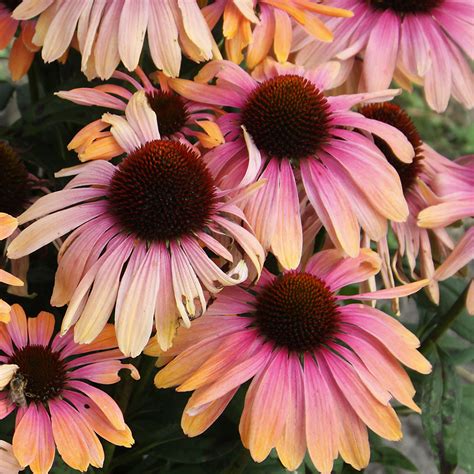 Buy Echinacea Rainbow Marcella At Uk