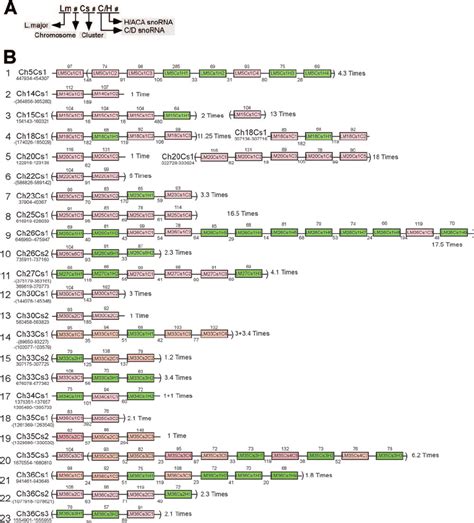 Schematic Representation Of Snorna Clusters In L Major A