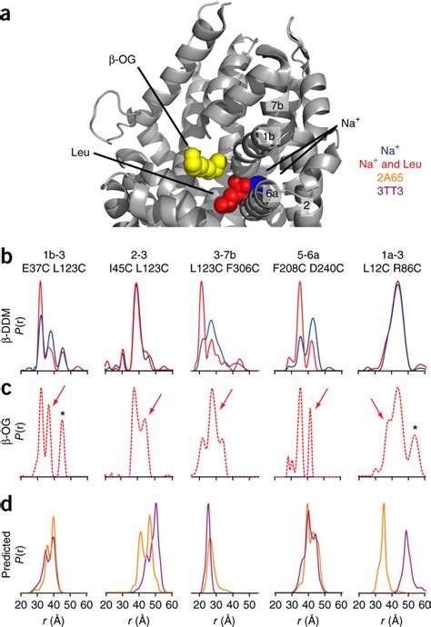 Conformational Dynamics Of Ligand Dependent Alternating Access In Leut