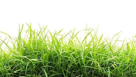 Grass Layer Png Images Free Download On Freepik
