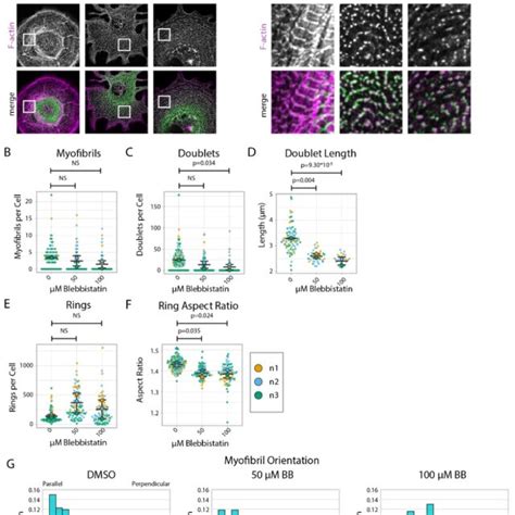 Blebbistatin Affects Myofibril Orientation And The Morphology Of Titin