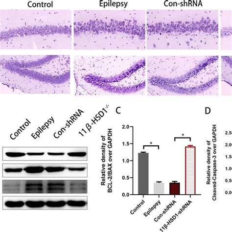 Active And Passive Membrane Properties Of Hippocampal Neuron Download Scientific Diagram