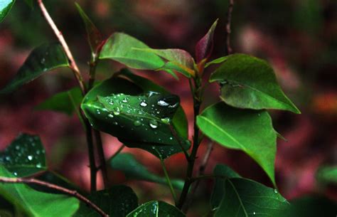 Grean Leaf By Robertrobledo On Deviantart