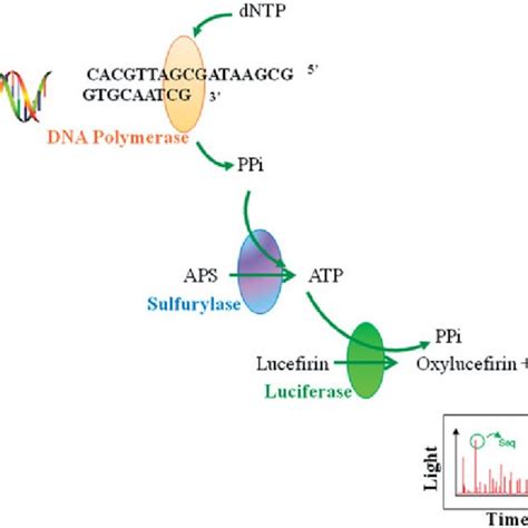 Pdf Dna Barcoding Microarrays And Next Generation Sequencing Recent