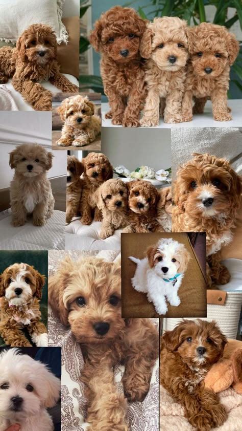 Cavapoo Puppies
