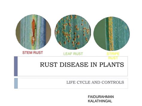 Rust Disease In Plants Lin Pptx