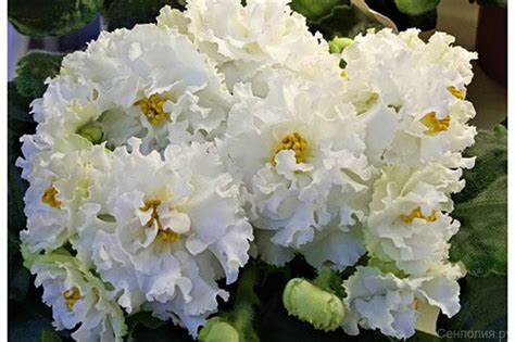 Узамбарские фиалки (сенполии)