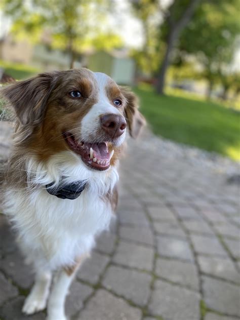 My neighbors Mini Aussie, Brooks : r/MiniAussies
