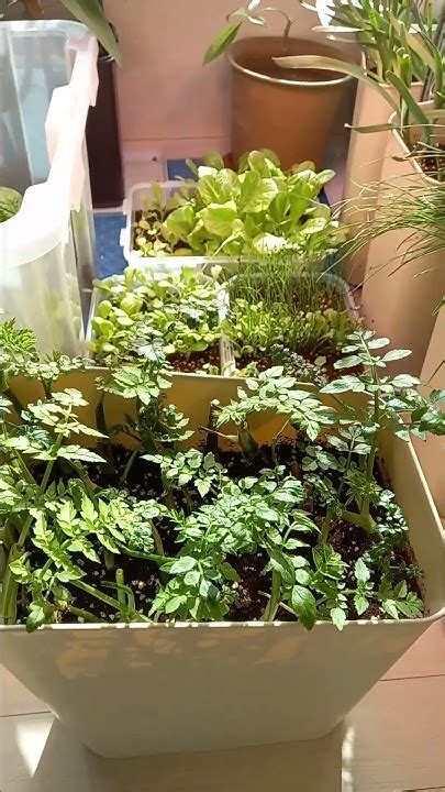 미나리 키우기 미나리꽝 만든지 5일후 성장모습 4월11일 Youtube