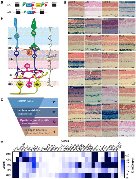 Spatiotemporal Gene Expression Patterns Reveal Molecular Relatedness Between Retinal Laminae