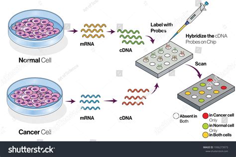 Microarray Technology Images Stock Photos And Vectors Shutterstock