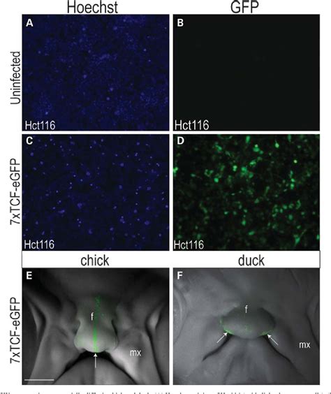 Figure 1 From Comparative Gene Expression Analysis Of Avian Embryonic