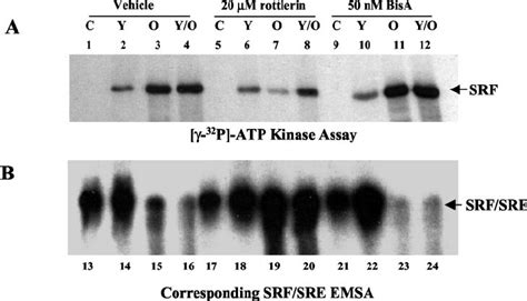Speci Fi C Pkc ␦ Kinase Inhibitors And Activators Modulate Srf Dna Download Scientific Diagram