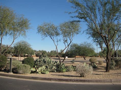 Integrity Tree Service Tree Trimming Or Pruning