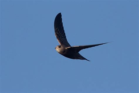 Details Pallid Swift Birdguides