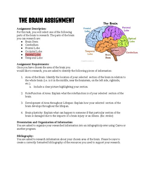 Copy Of The Brain Assignment The Brain Assignment Assignment