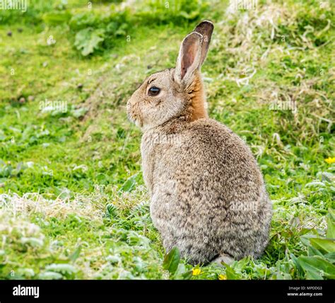 Close Up Of Rabbit In Grass Isle Of May Firth Of Forth Scotland Uk