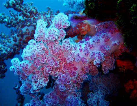 Soft Coral 4 By Tonyf69 On Deviantart