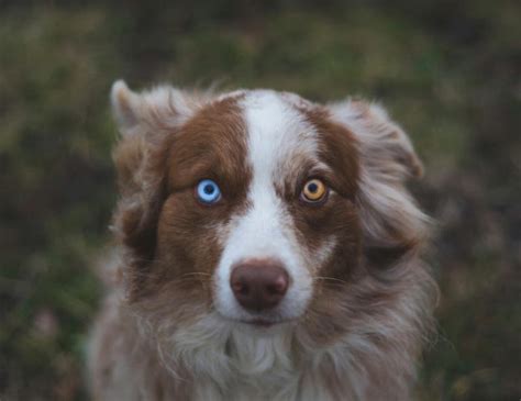 Miniature American Shepherd Colors And Coat Patterns A Visual Guide