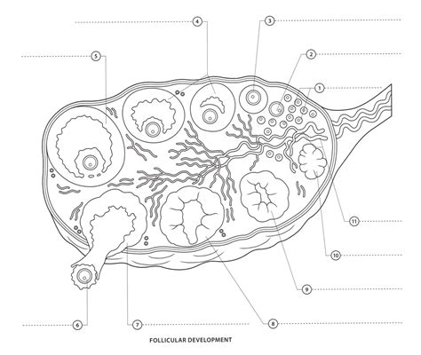 Reproductive System, Female Abdomen and Pelvis, Follicular Development Diagram | Quizlet