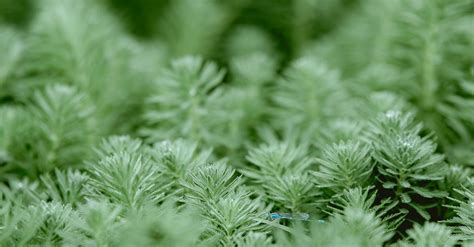 거친 경치 경치가 좋은 고요한 광합성 나뭇잎 녹색 녹색 식물 녹지 무성한 배경 봄 성장 선명한 성장