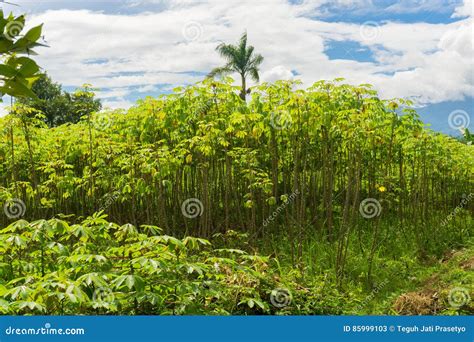 Green Garden Full Of Cassava Trees Bushes And Coconut Tree With