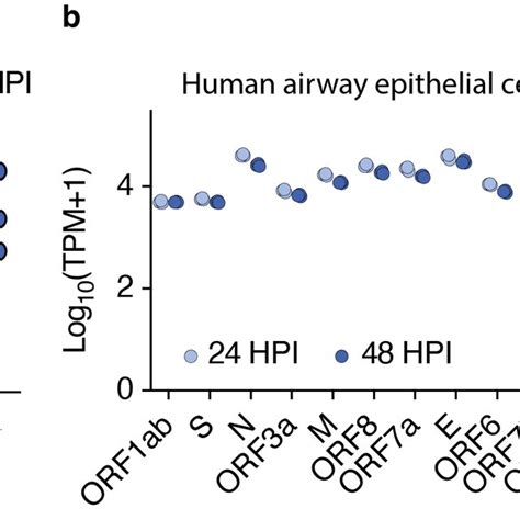 Sars Cov 2 Plpro Is Released From Infected Airway Epithelial Cells A