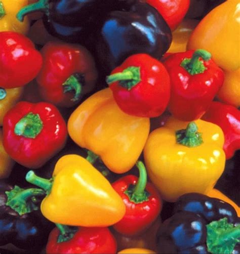 Mini Bell Pepper Mix Seeds Euphoricgreens