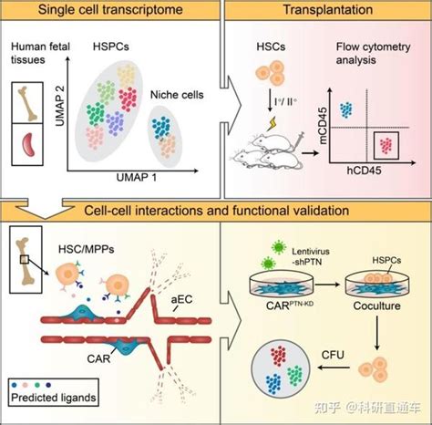 临床造血干细胞移植新要点！cell子刊：揭示人造血干细胞最早定植骨髓的时间点和微环境特征 知乎