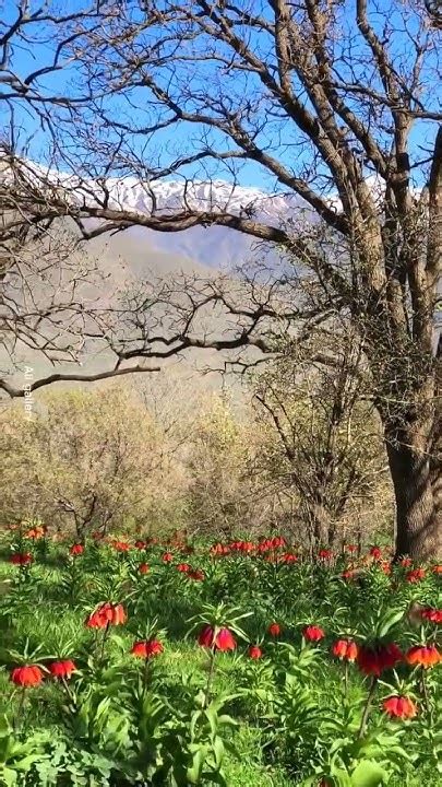 ورود شلير في قضاء جومان اربيل كوردستان العراق Youtube