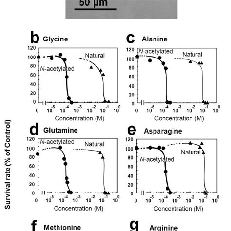 Pdf Model Toxicity Assay For Amino Acid Derivatives Using Green Paramecia Comparison Of