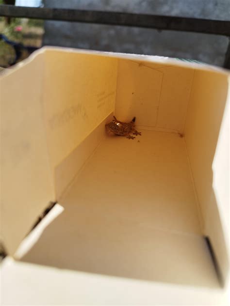 Litle Guy R Reptiles