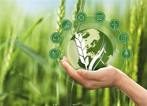 Quality Assurance Pokar Seeds