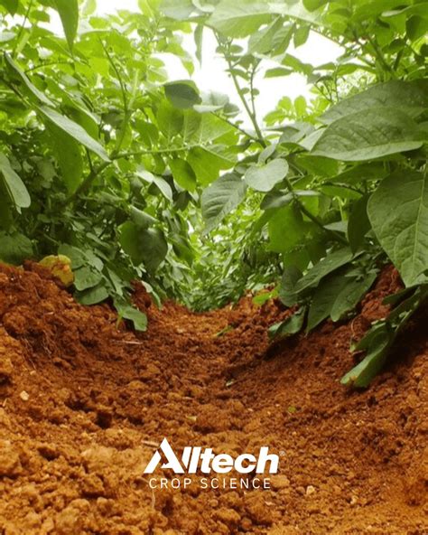 Alltech Crop Science Global