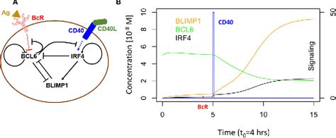 Figure 1 From Multiscale Modeling Of Germinal Center Recapitulates The