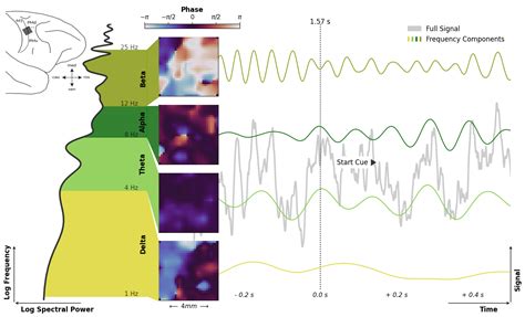 Visualizing Cortical Waves