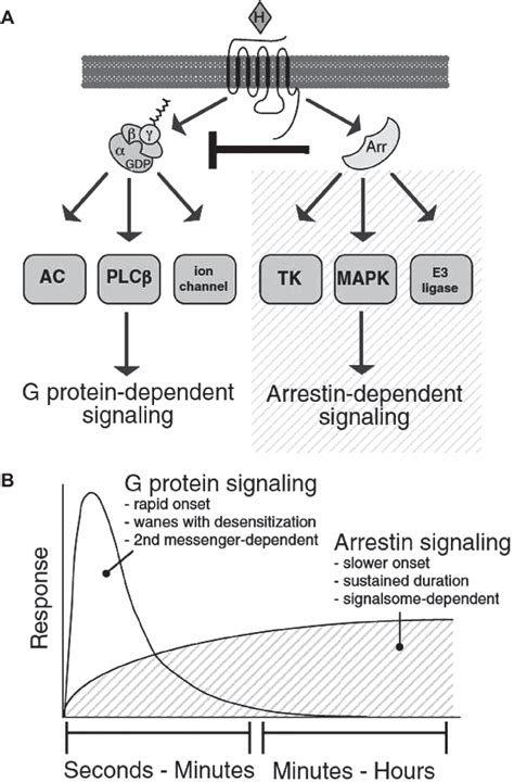 Antibiotic Desensitization Protocol