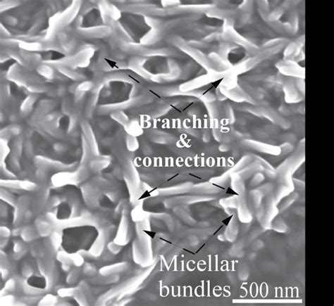 Microfluidic Flow Induced Nanoporous Scaffolds Submitted By Amy Shen