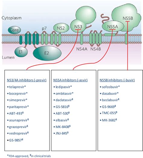 Targets For Inhibition Of Hepatitis C Virus Hcv Viral Replication An