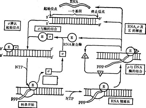 核糖核酸 Rna 的合成 中国医学百科