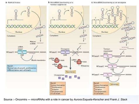 Mirna Biogenesis Function And Regulation Pptx Cancer Diseases