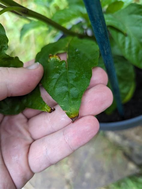 Is This Nutrient Burn R Hotpeppers