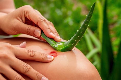 Sábila Cultivo Propiedades Y Aplicaciones