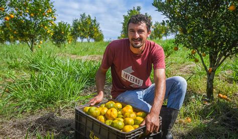 Ponkan De Cerro Azul Comunidade Sebrae