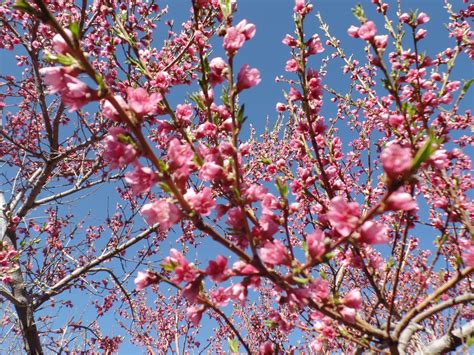 Growing Organic What Does Spring Look Like In Your Garden