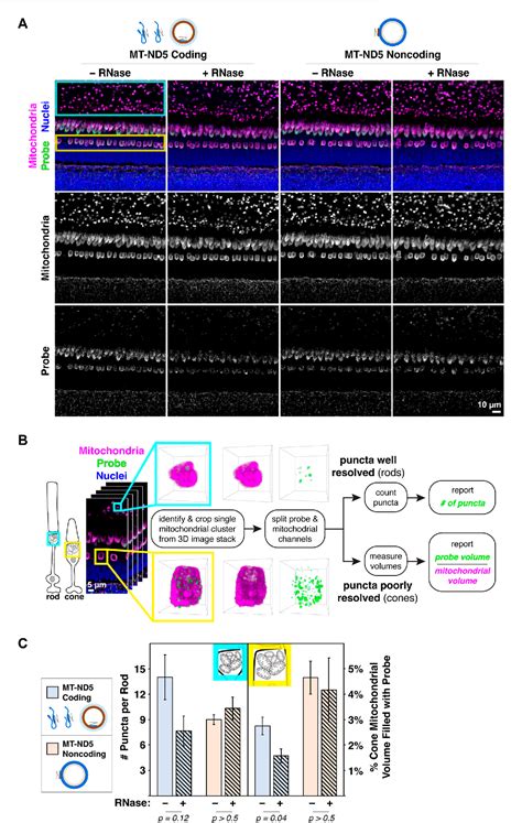 Figure 2 From Spatial Detection Of Mitochondrial Dna And Rna In Tissues