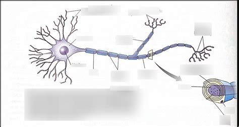 Anatomy Structure Typical Neuron Fig 6 2 A Diagram Quizlet