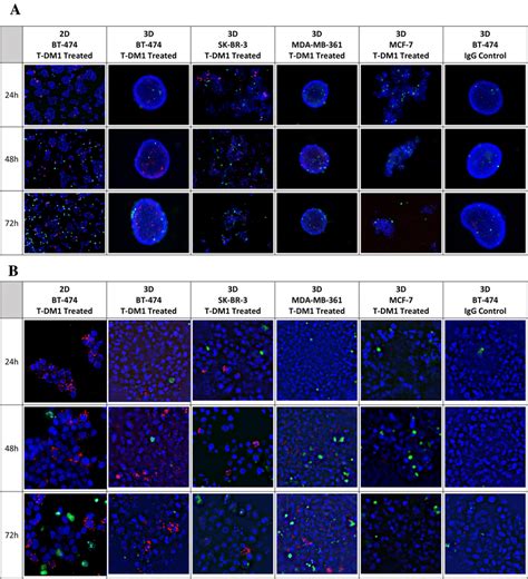 This Figure Shows Internalization Of Fluorescent Phrodo™ Labeled T Dm1